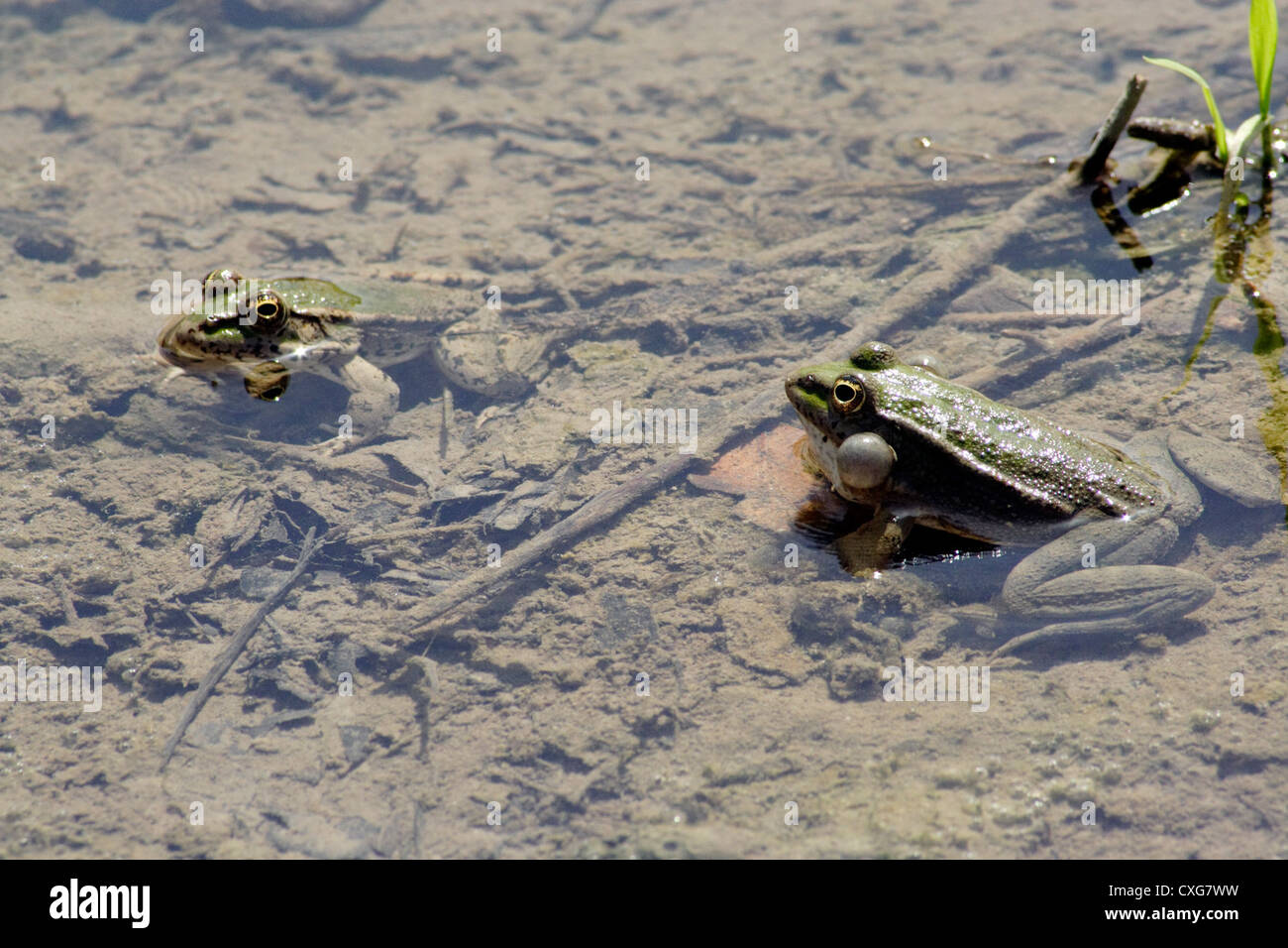 Frogs in pond hi-res stock photography and images - Alamy