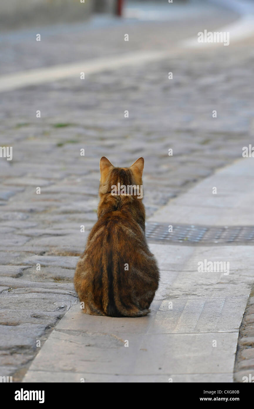 Cat sitting in street Stock Photo - Alamy