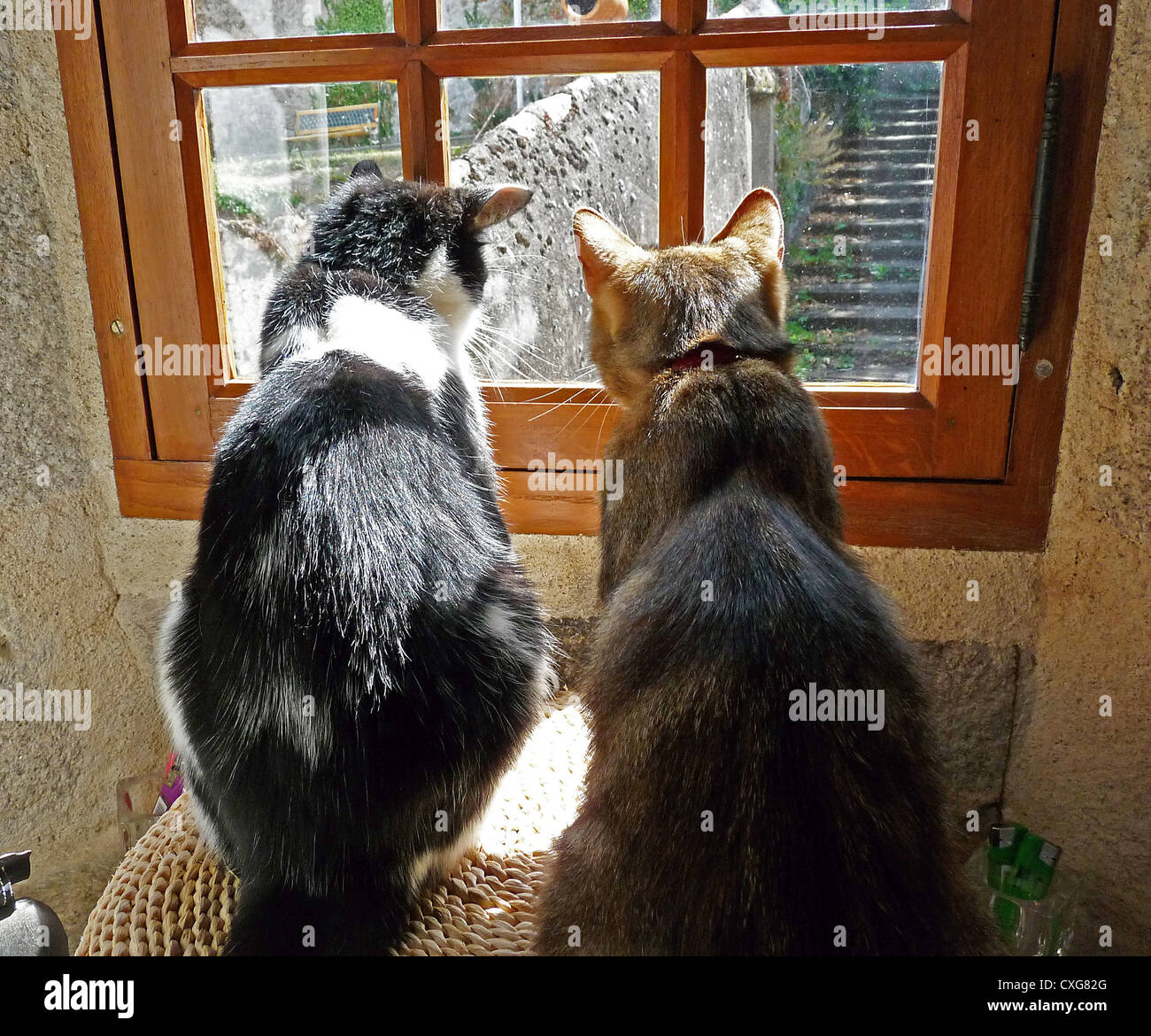 Funny animals,two cats sitting in window Stock Photo - Alamy