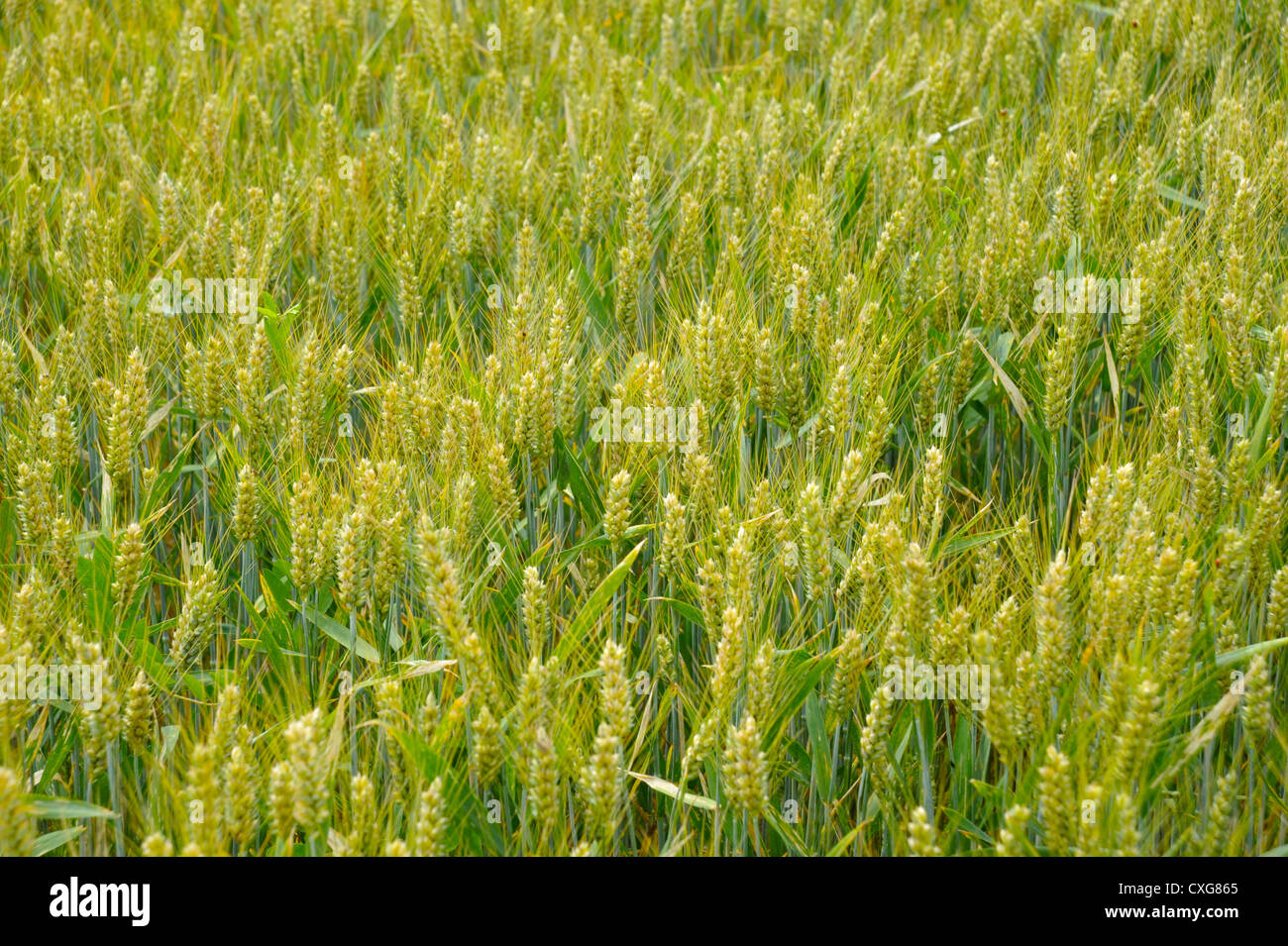 Cornfield pattern hi-res stock photography and images - Alamy