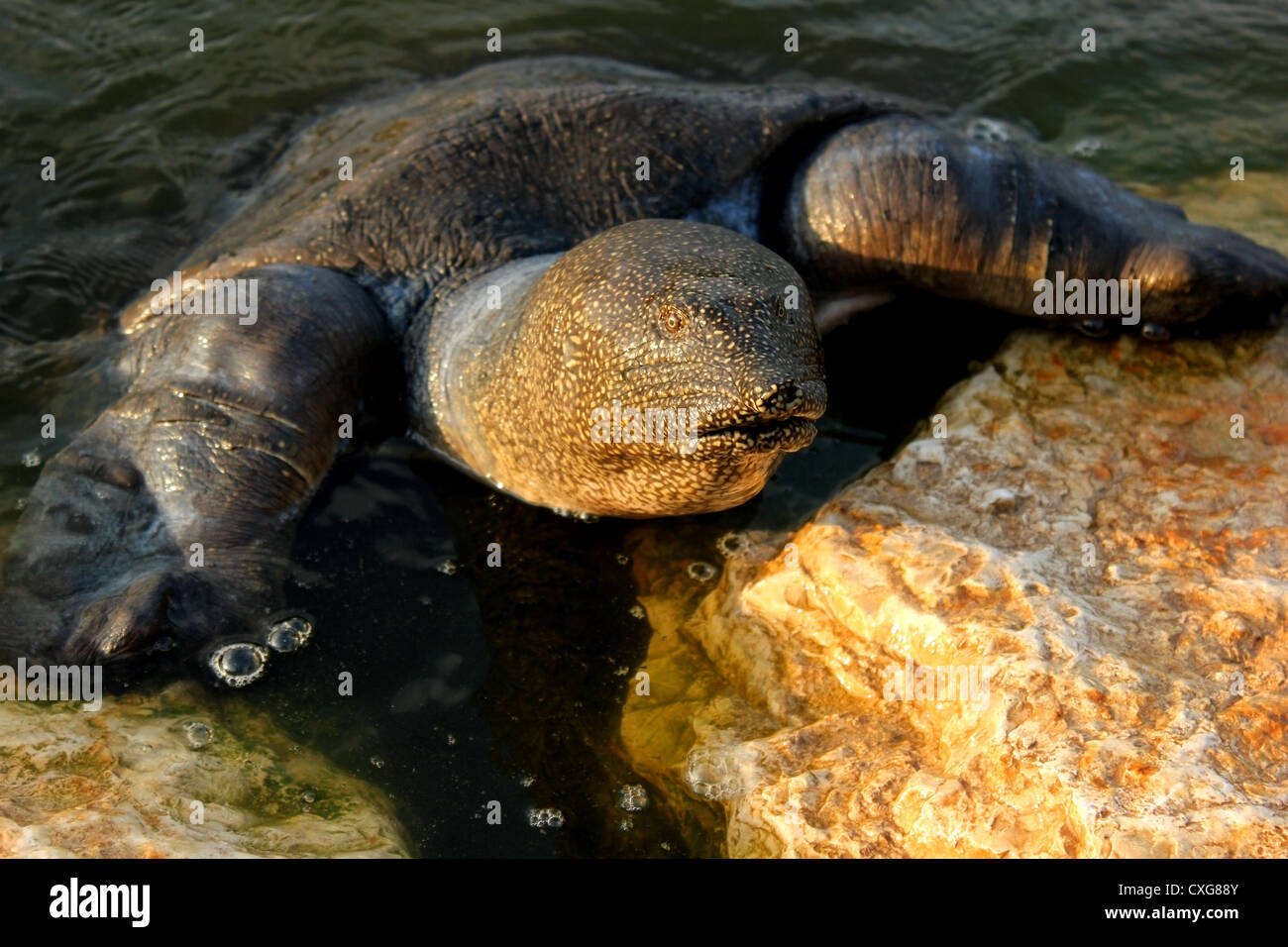 Nile turtle hi-res stock photography and images - Alamy