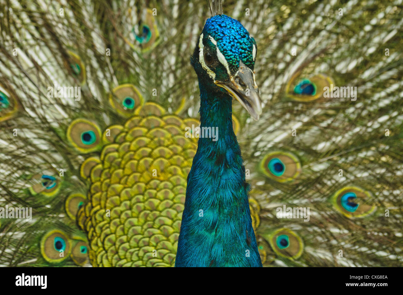Indian Blue Peafowl (pavo cristatus), Malaysia Stock Photo - Alamy