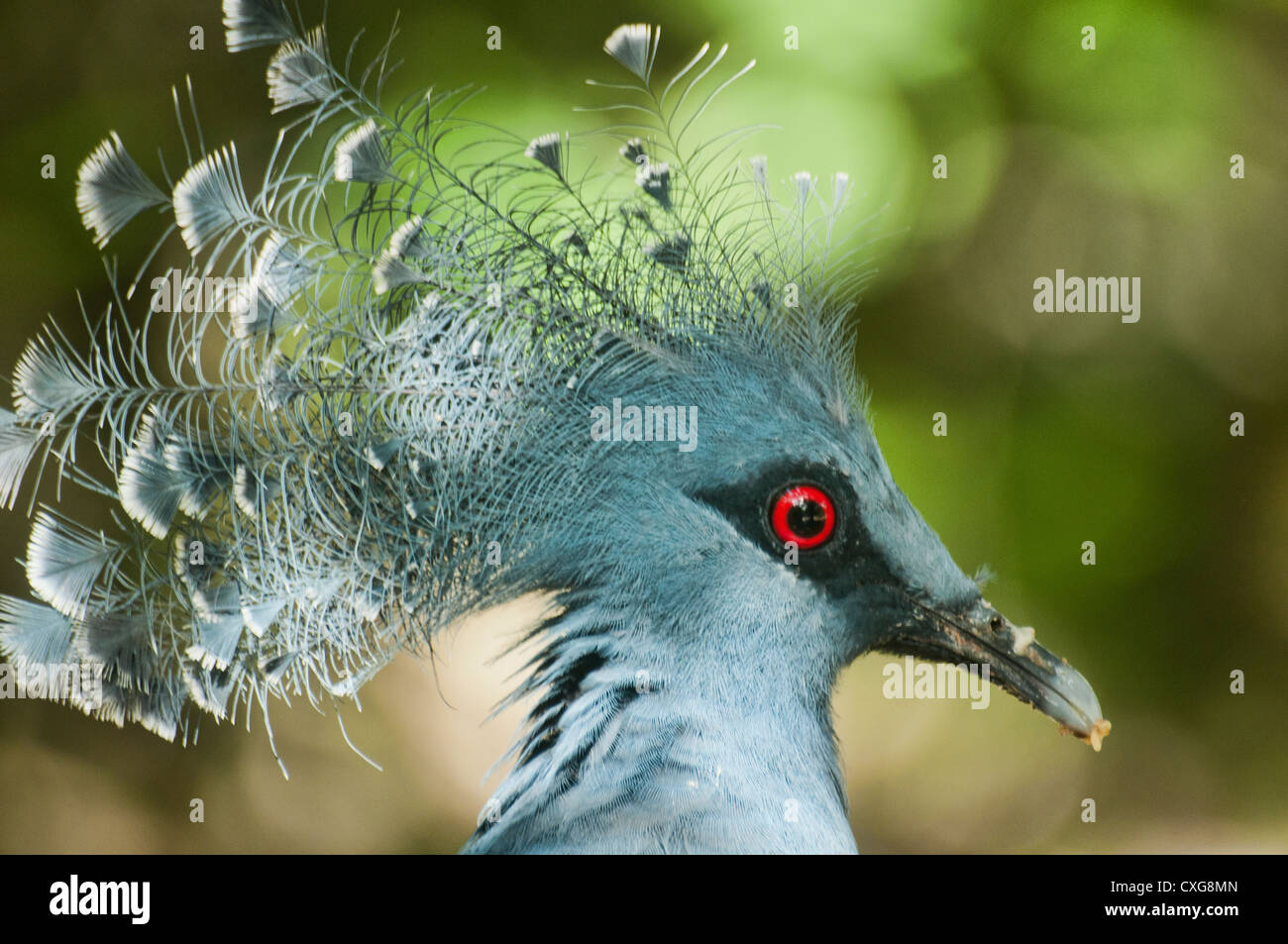 Victorian Crowned Pigeon (goura victoria), Malaysia Stock Photo - Alamy