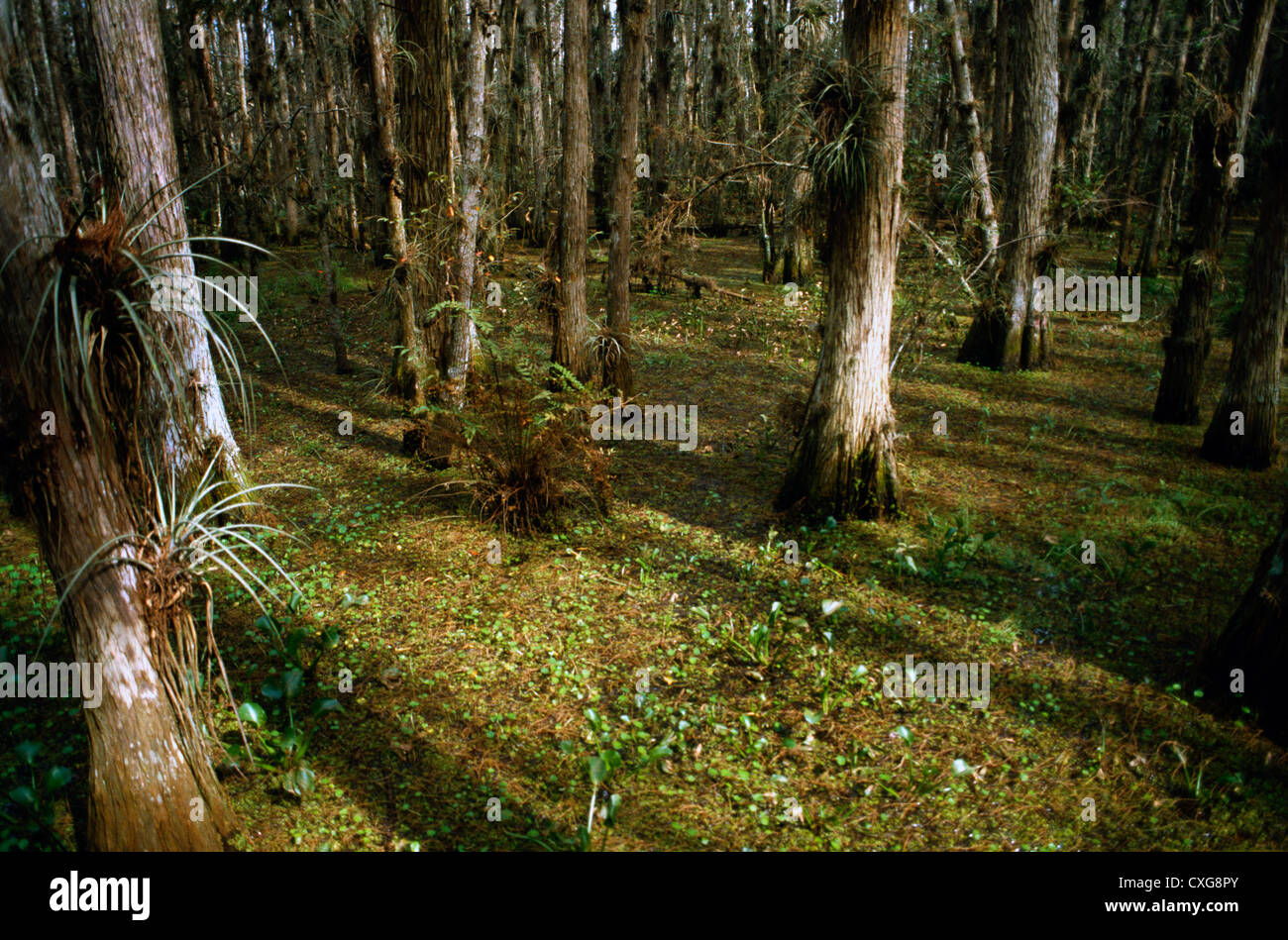 Florida Usa Swamp Land Everglades Stock Photo - Alamy