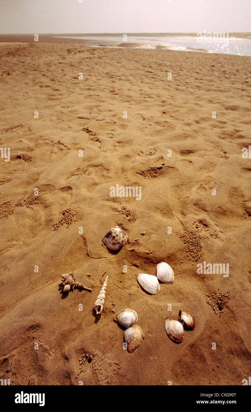 Bay Of Bengal India Shells On Deseted Beach Stock Photo - Alamy