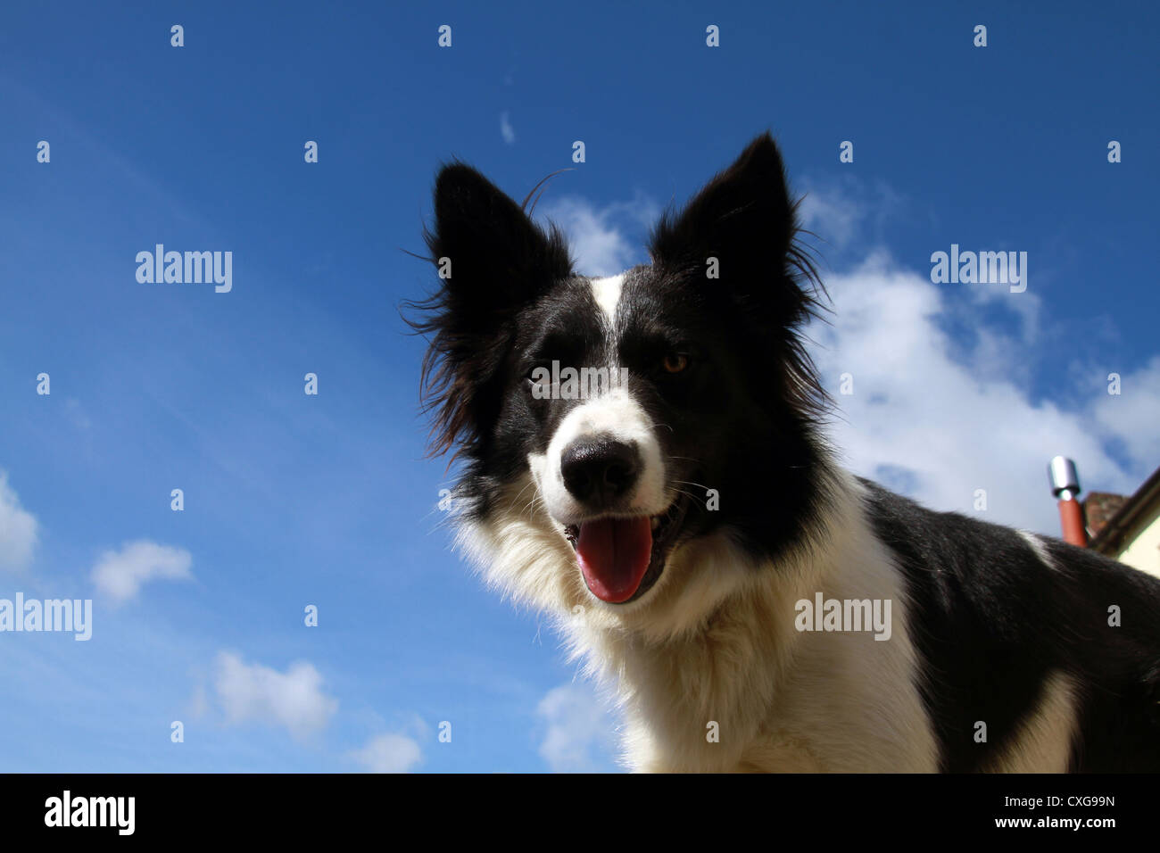 Sheepdog's head against clear blue sky Stock Photo - Alamy