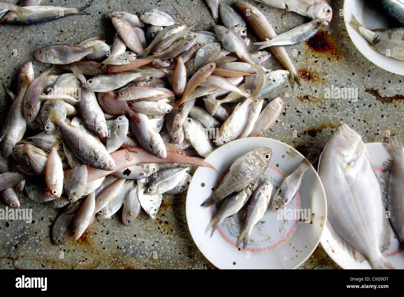 Many fish species hi-res stock photography and images - Alamy