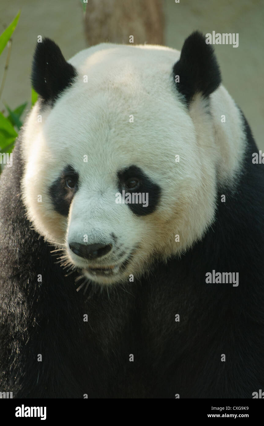 Giant panda zoo thailand hi-res stock photography and images - Alamy