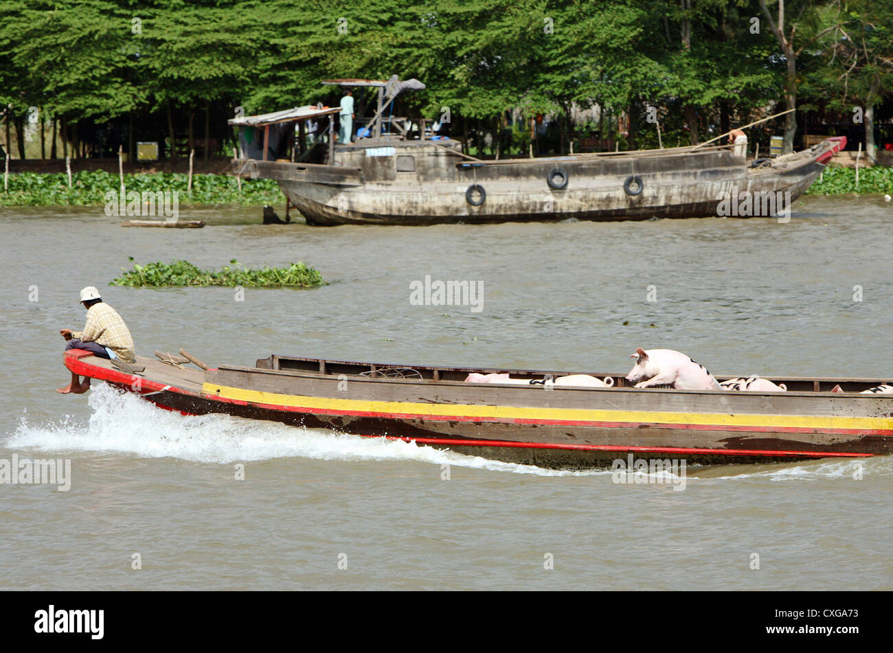 Pigs on a boat hi-res stock photography and images - Alamy