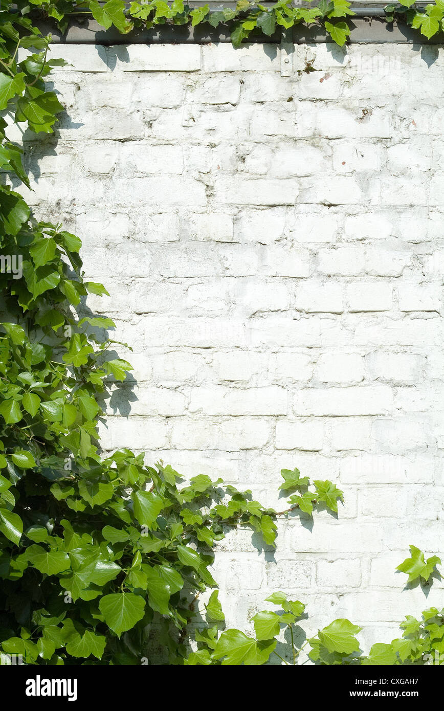 Leaves entwined hi-res stock photography and images - Alamy