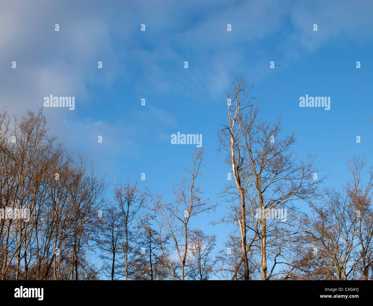 Selo hi-res stock photography and images - Alamy