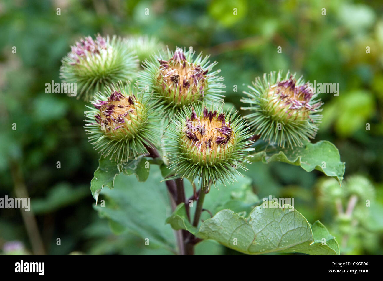 Diestel hi-res stock photography and images - Alamy