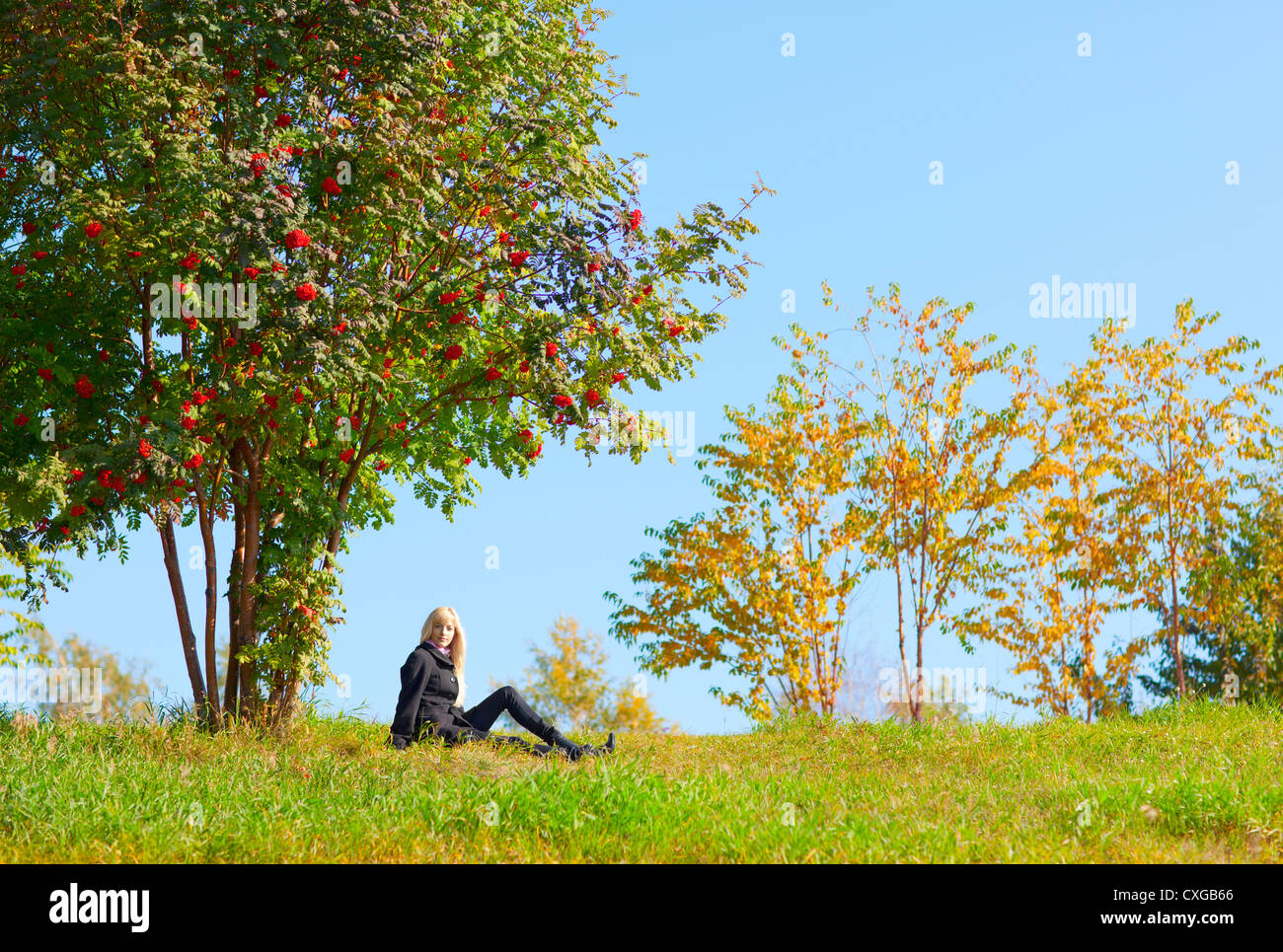 Young mountain ash hi-res stock photography and images - Alamy