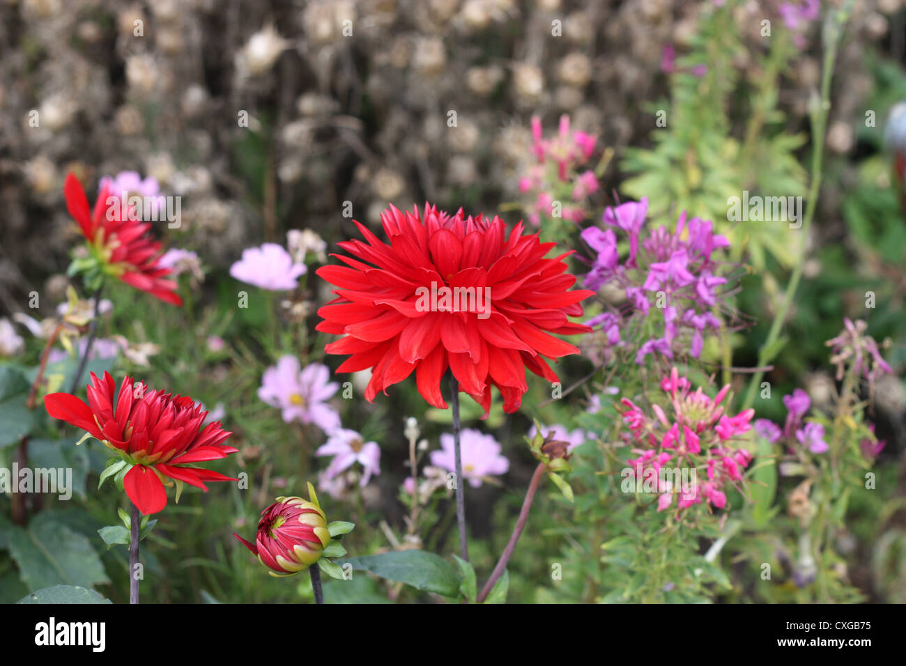 Red Dahlia flower in a cottage garden Stock Photo - Alamy