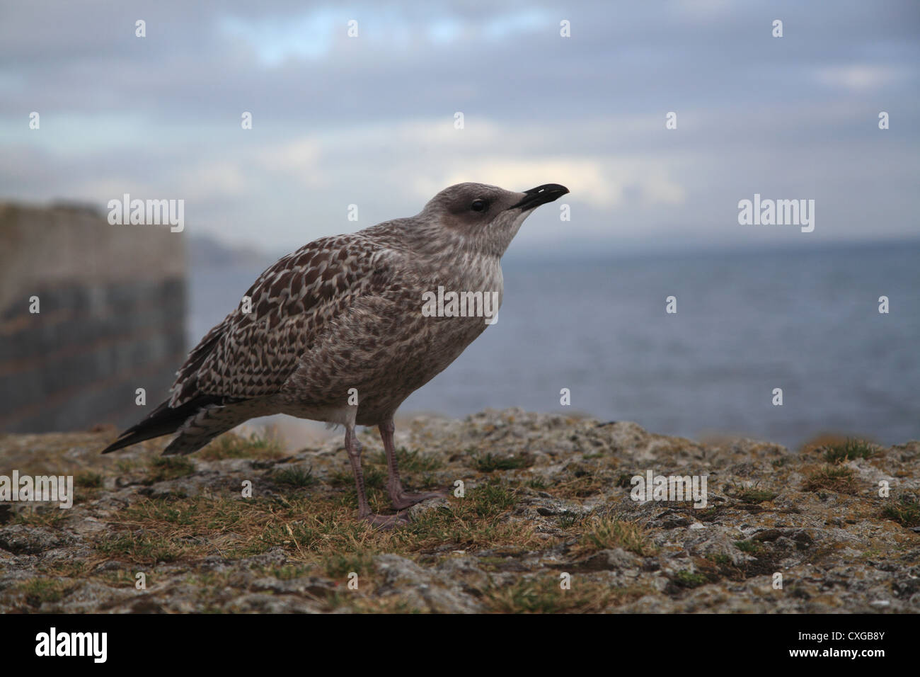 Baby seagull hi-res stock photography and images - Alamy
