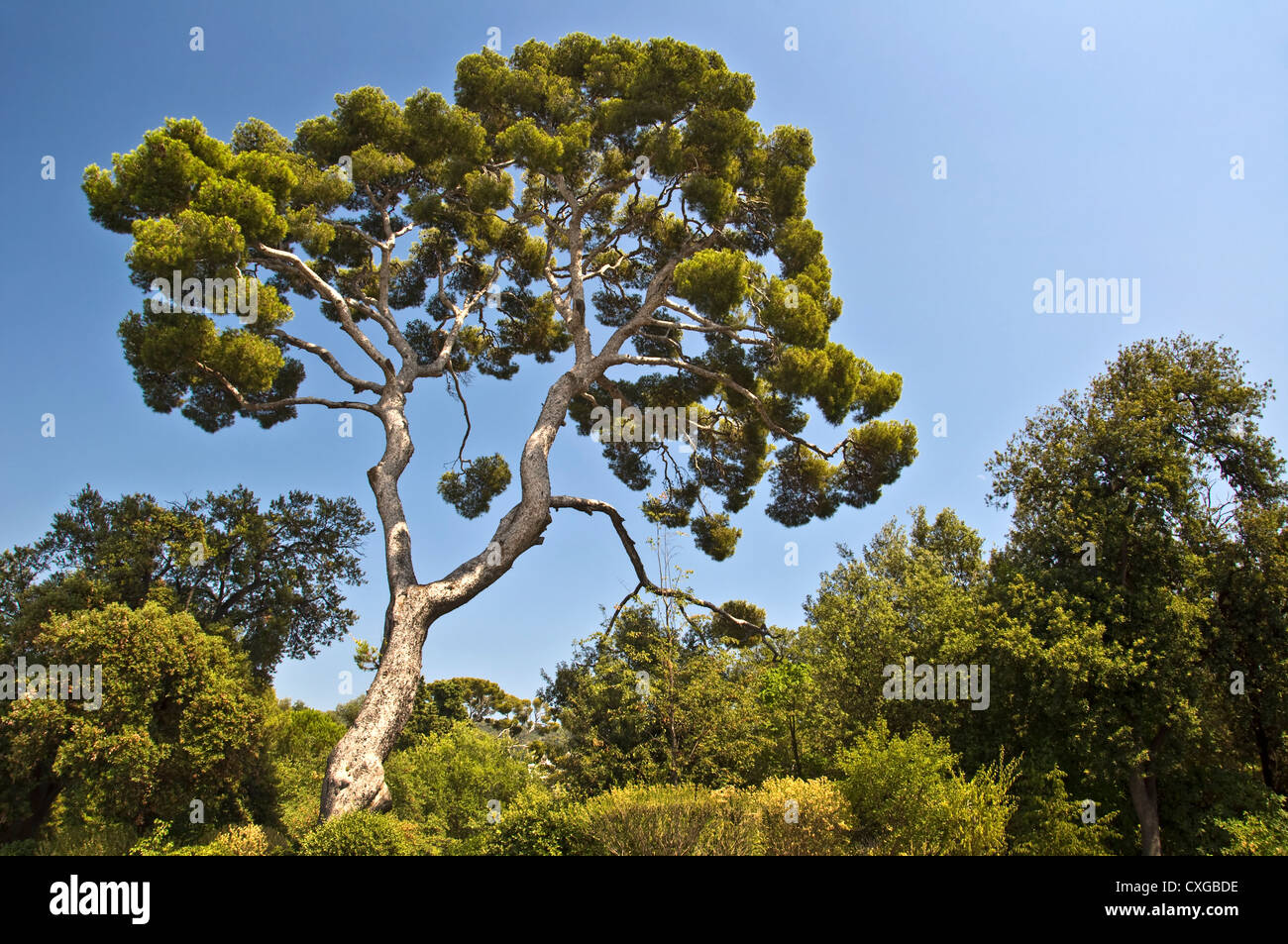 Pine tree in the Parc de la Colline du Chateau - Nice, France Stock ...