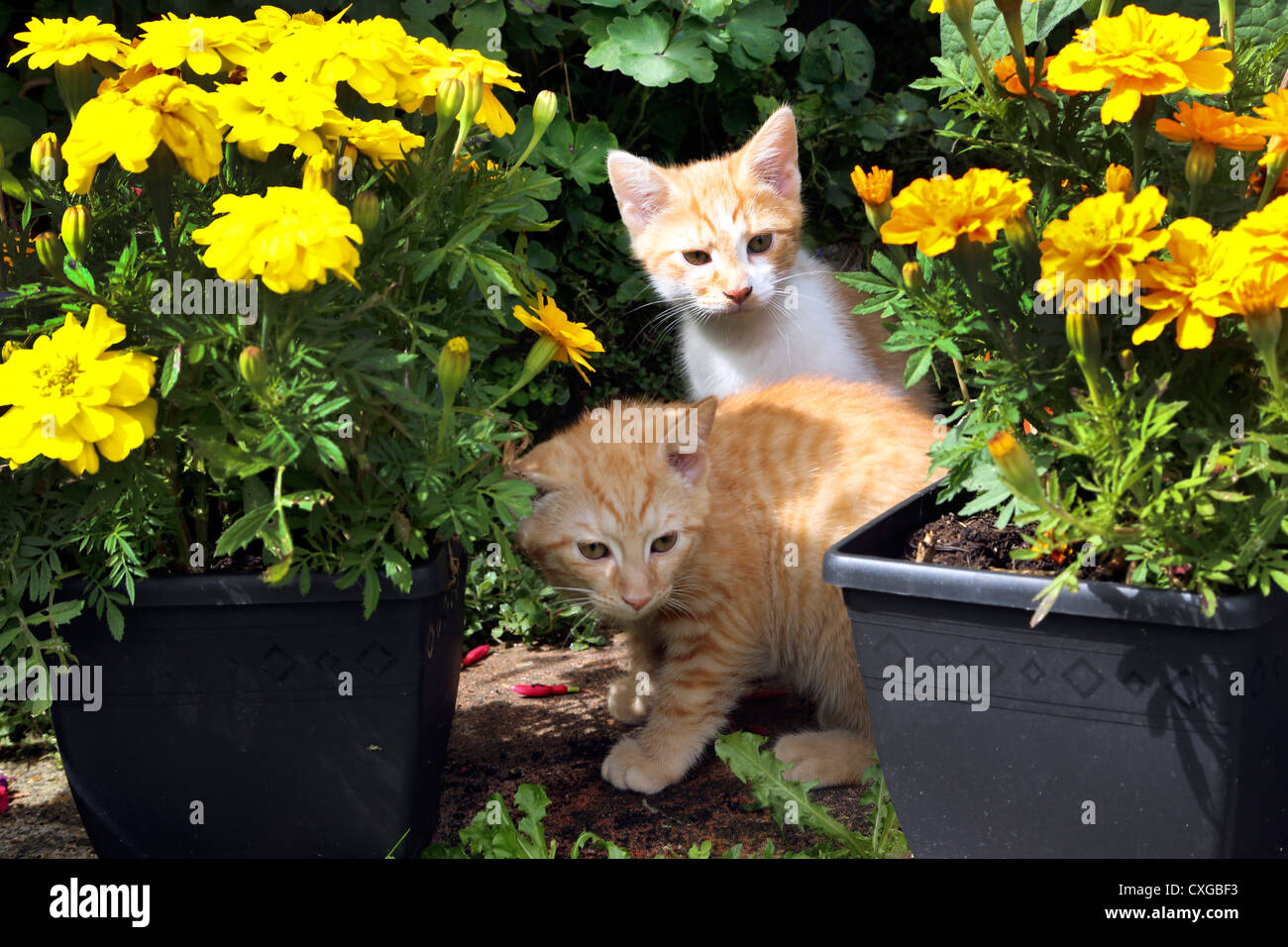 Ginger Cats Flowers High Resolution Stock Photography and Images - Alamy