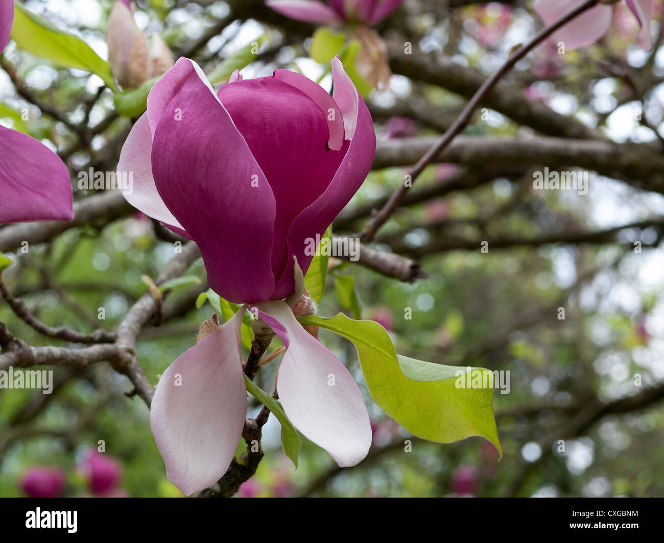 Blooming flower of an Saucer magnolia tree (Magnolia x soulangiana ...