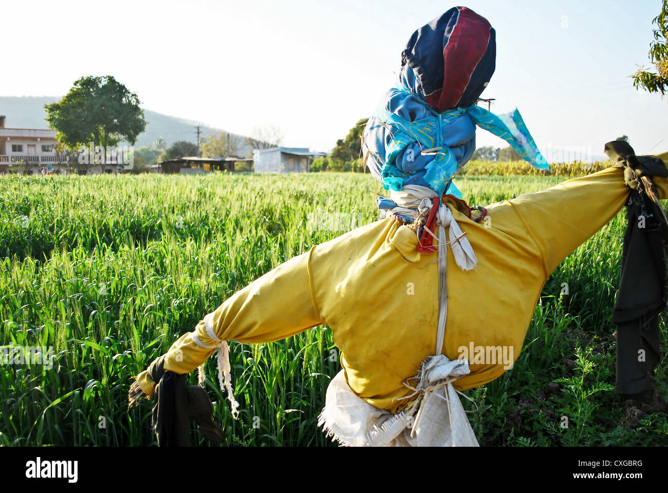 Scarecrow on field,India, poona, maharashtra Stock Photo - Alamy