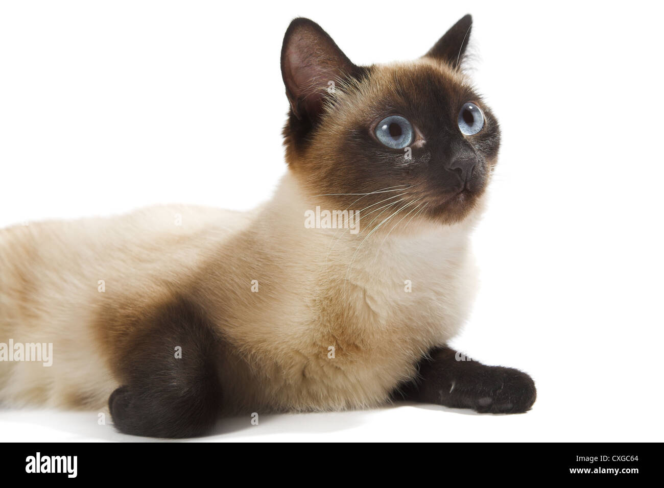 Cat facial expression Cut Out Stock Images & Pictures - Alamy