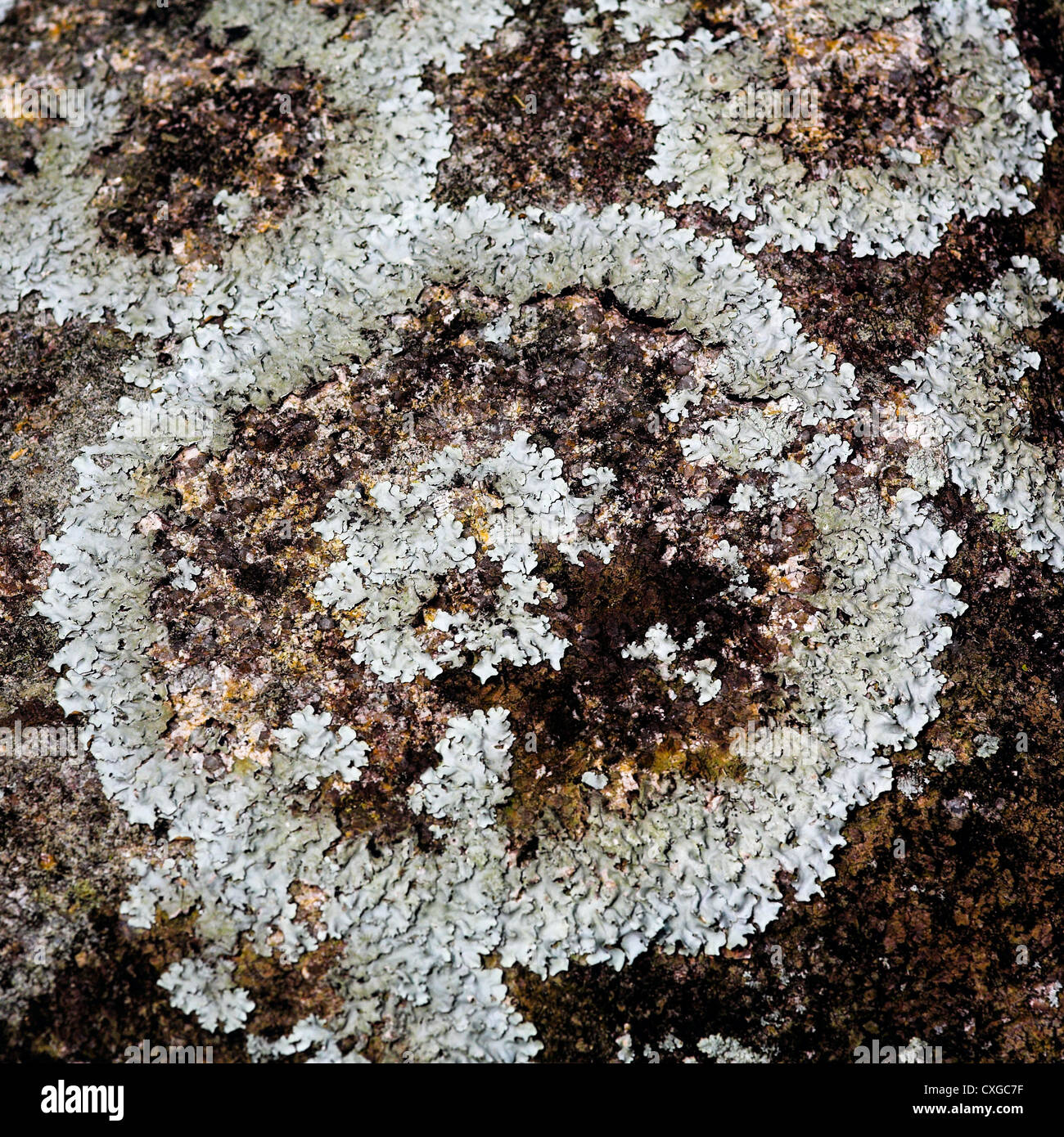 Lichen texture hi-res stock photography and images - Alamy