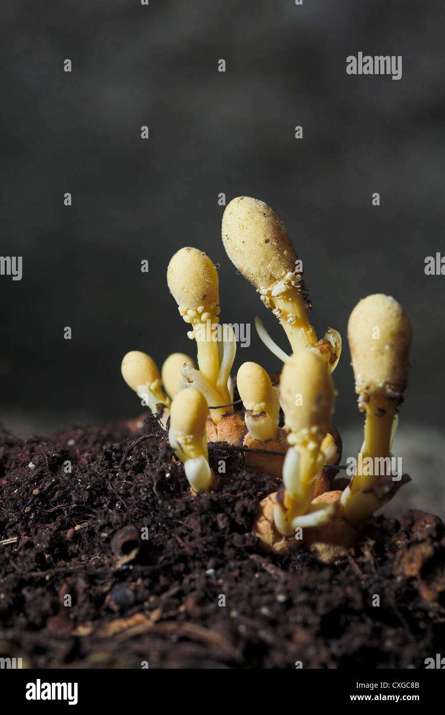 Family toadstools hi-res stock photography and images - Alamy