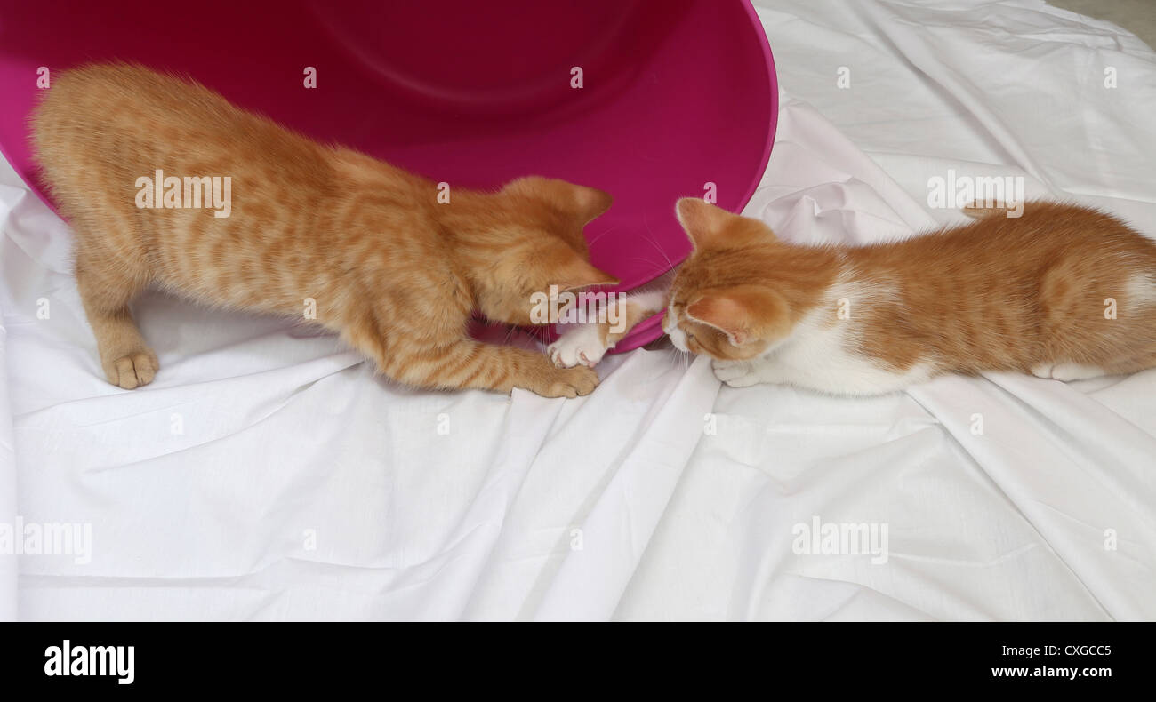 TWo Ginger Kittens Playing With Wash Basket Stock Photo - Alamy