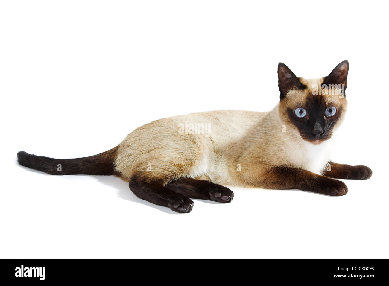 Siamese cat Cut Out Stock Images & Pictures - Alamy