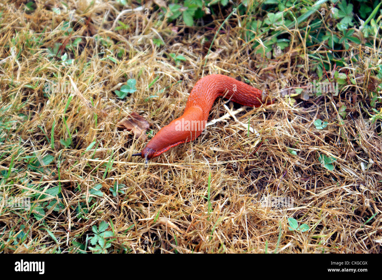 Lungworm hi-res stock photography and images - Alamy