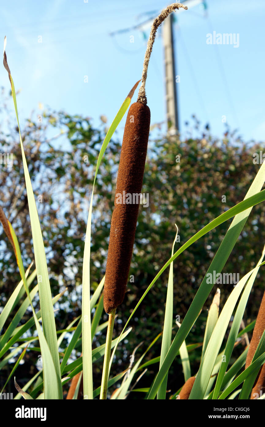 BULLRUSH OR REEDMACE (TYPHA Stock Photo - Alamy