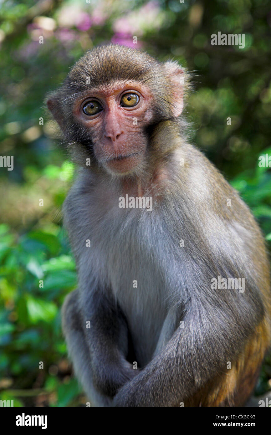 Curious macaque hi-res stock photography and images - Alamy