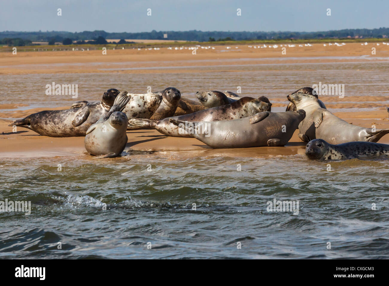 Group of seals hi-res stock photography and images - Alamy