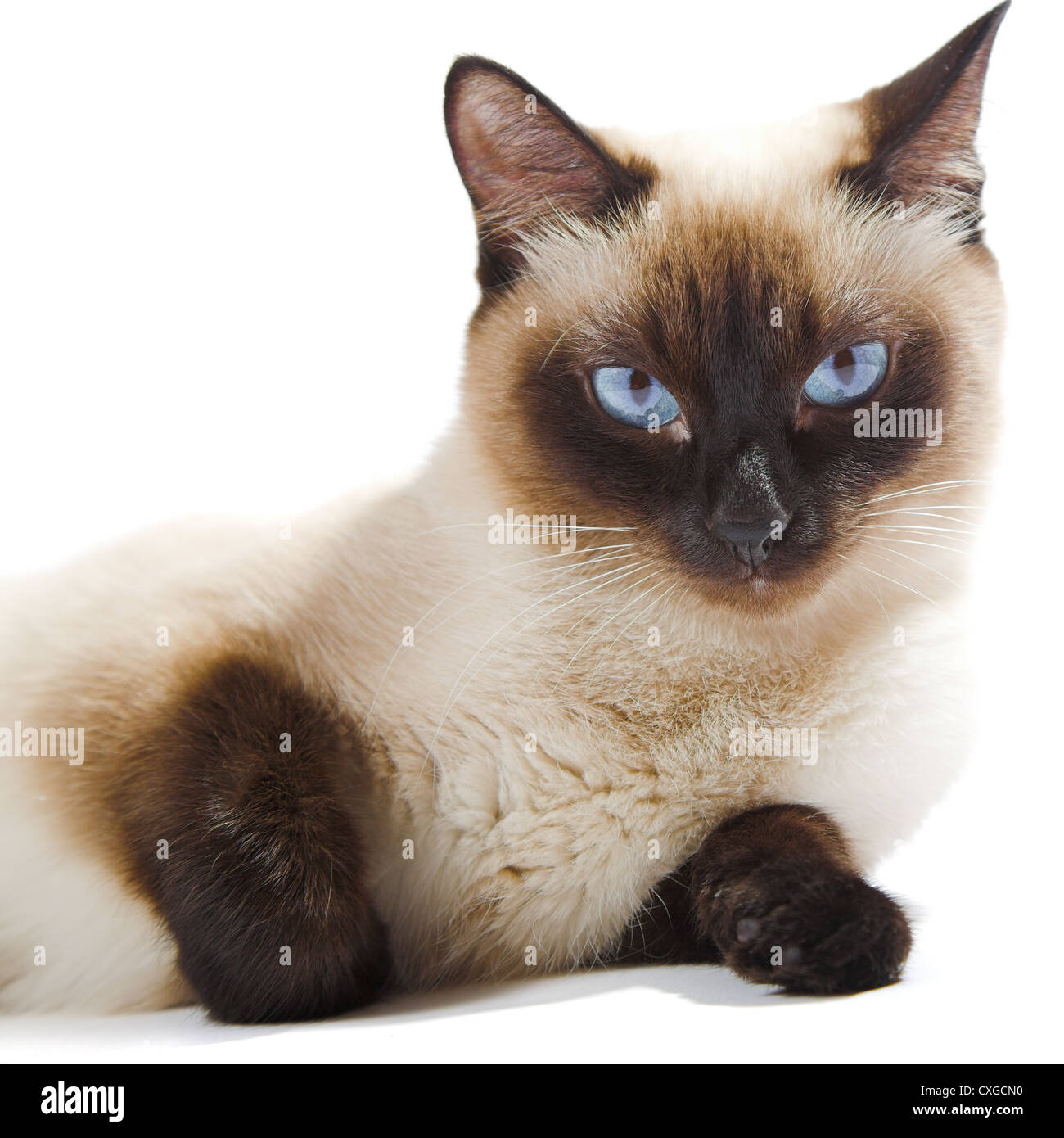 Beautiful playful siamese cat Cut Out Stock Images & Pictures - Alamy
