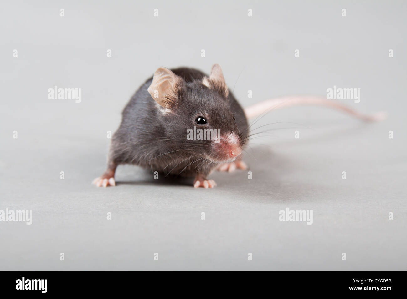Albino mouse hi-res stock photography and images - Alamy