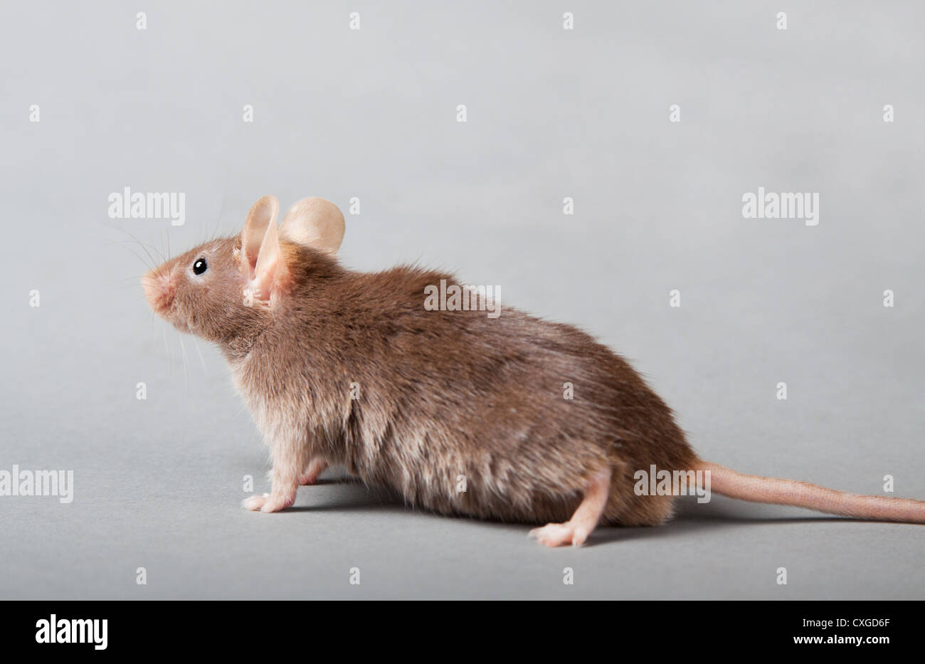 Brown lab mouse hi-res stock photography and images - Alamy