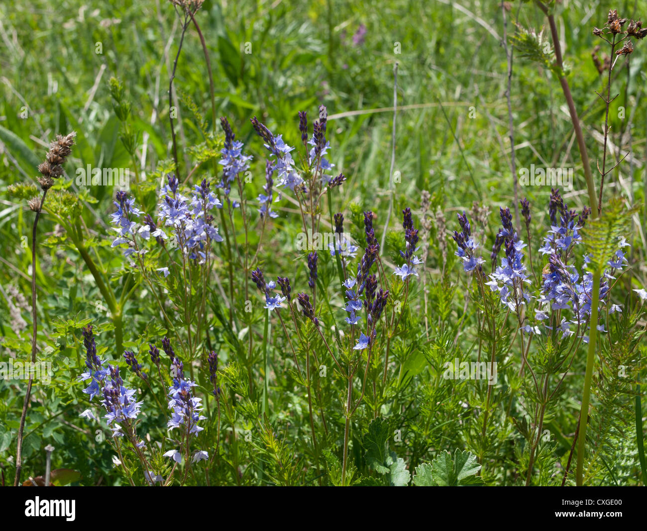 Common meadow grass hi-res stock photography and images - Alamy