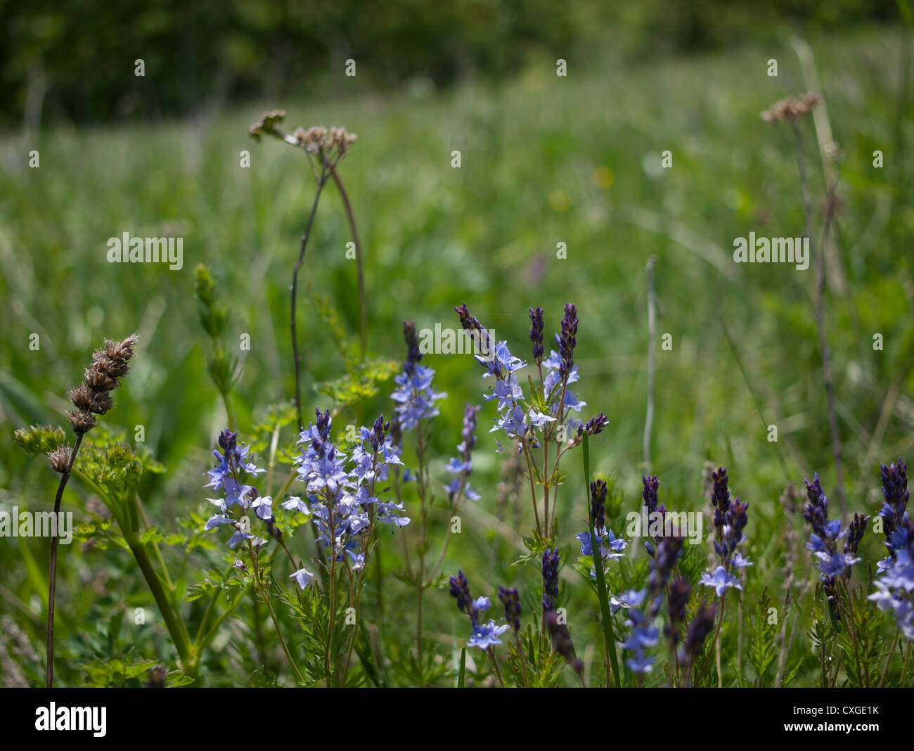 Common field plant (wild Stock Photo - Alamy