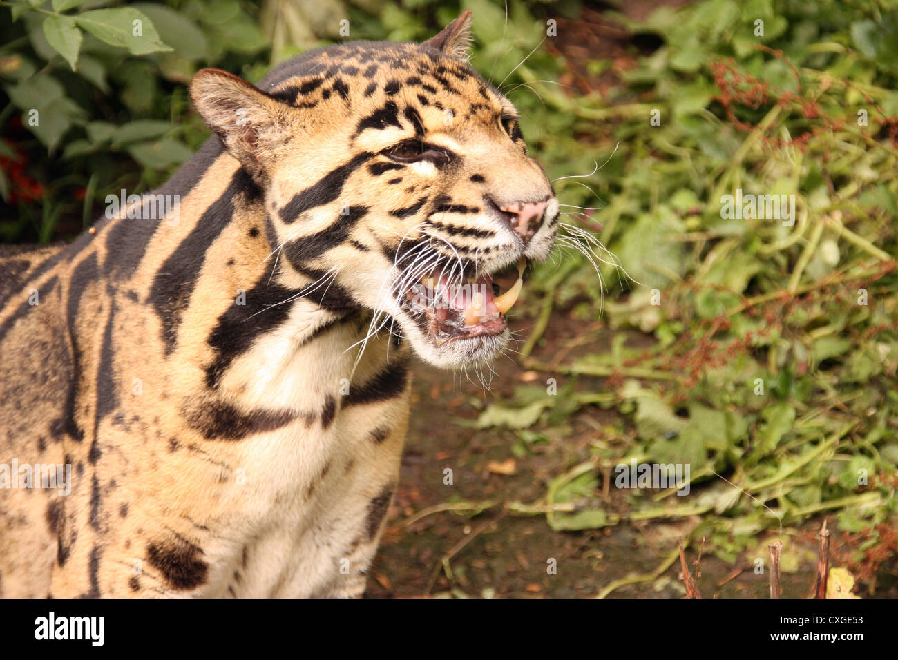 Clouded Leopard Teeth