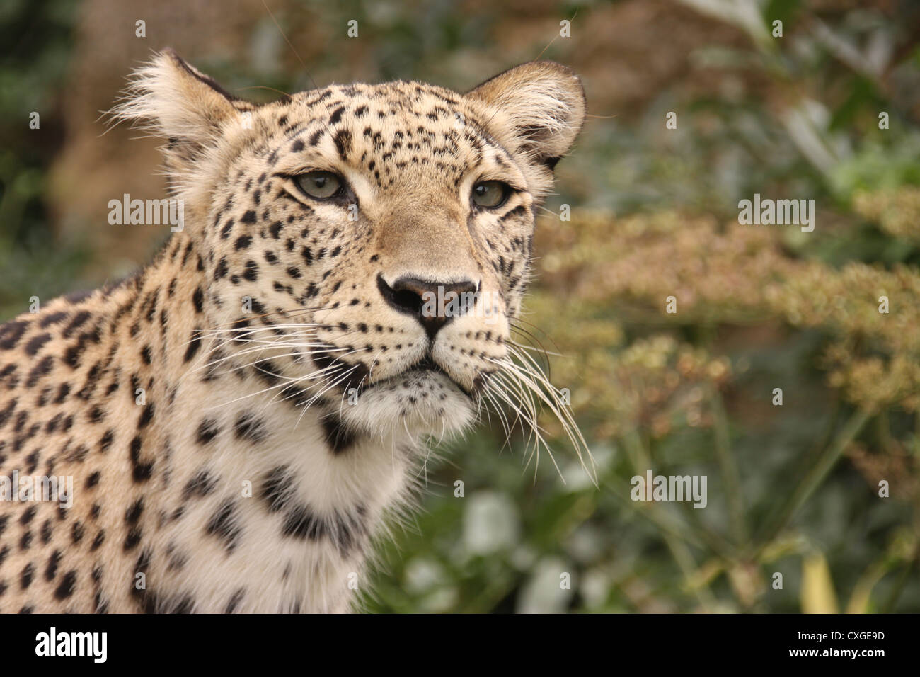 Leopards spots hi-res stock photography and images - Alamy