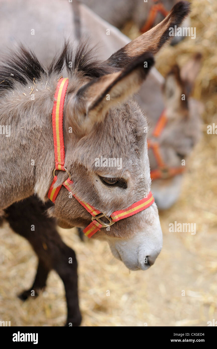 Donkeys tail hi-res stock photography and images - Alamy
