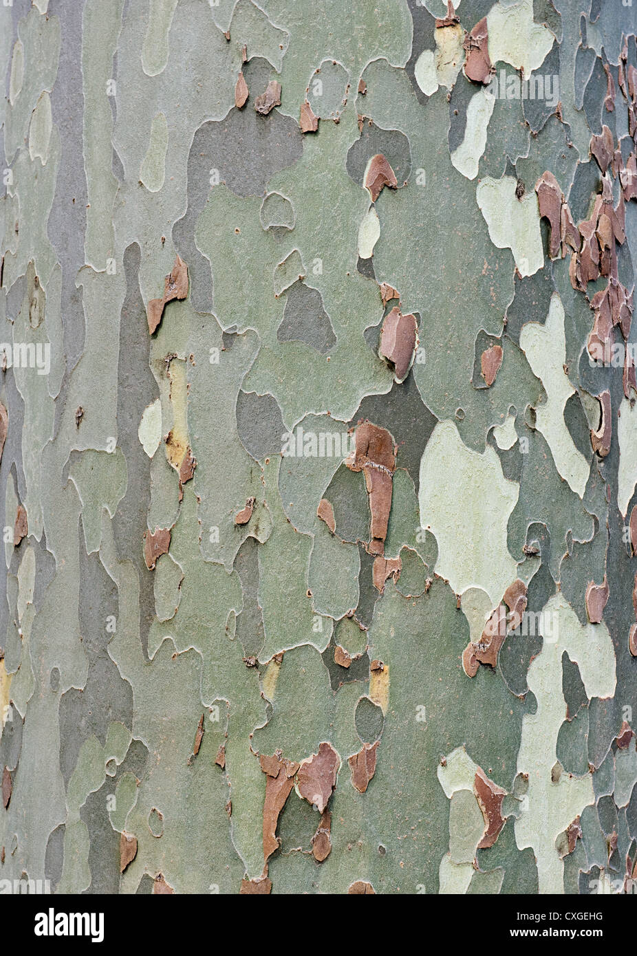 Platan bark background Stock Photo - Alamy