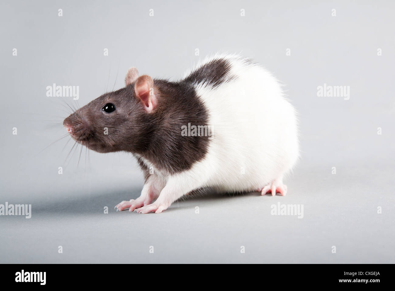 Brattleboro rat hi-res stock photography and images - Alamy