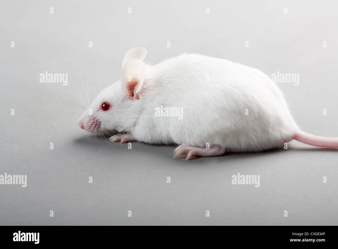 White cute albino laboratory mouse hi-res stock photography and images ...
