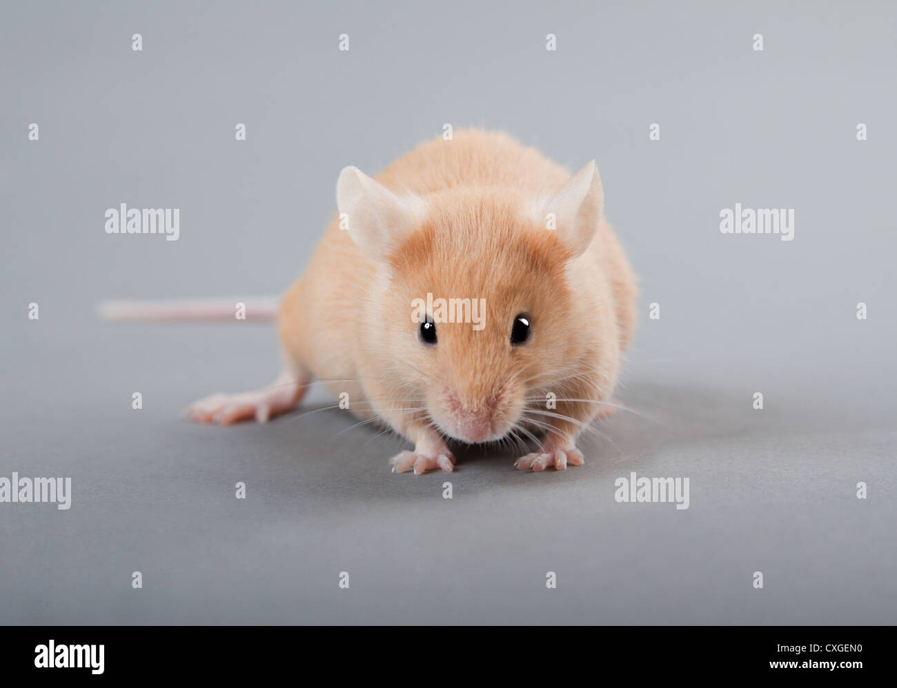 Lab mouse hi-res stock photography and images - Alamy