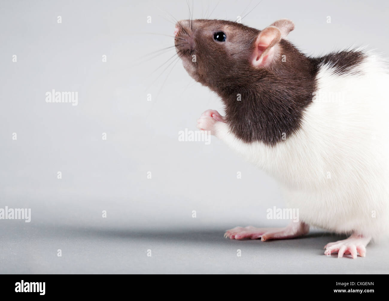 Rat and dna hi-res stock photography and images - Alamy