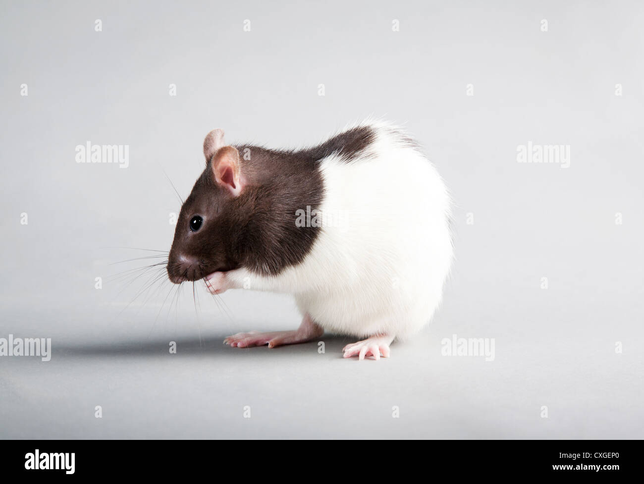 Brattleboro rat hi-res stock photography and images - Alamy