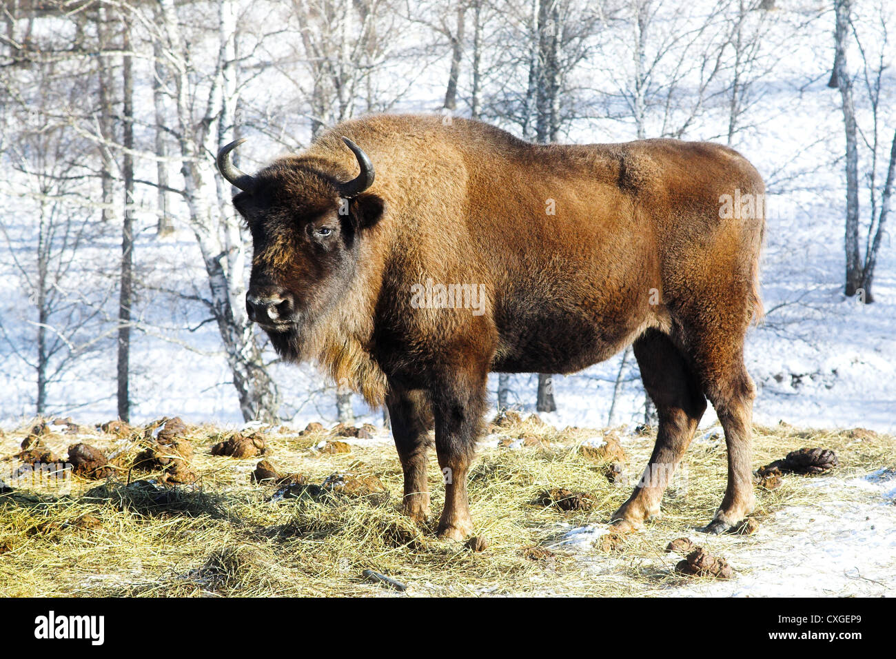 Wild beast wild cattle hi-res stock photography and images - Alamy