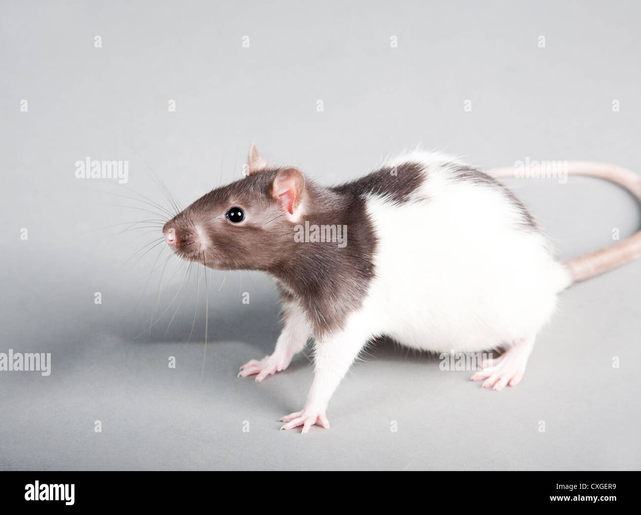 Lab rat hi-res stock photography and images - Alamy