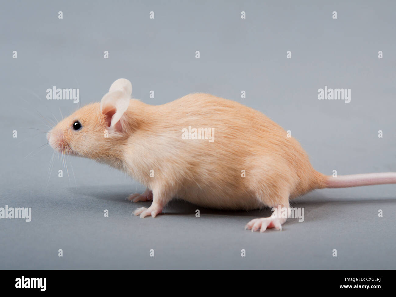 Yellow mouse grey mouse hi-res stock photography and images - Alamy