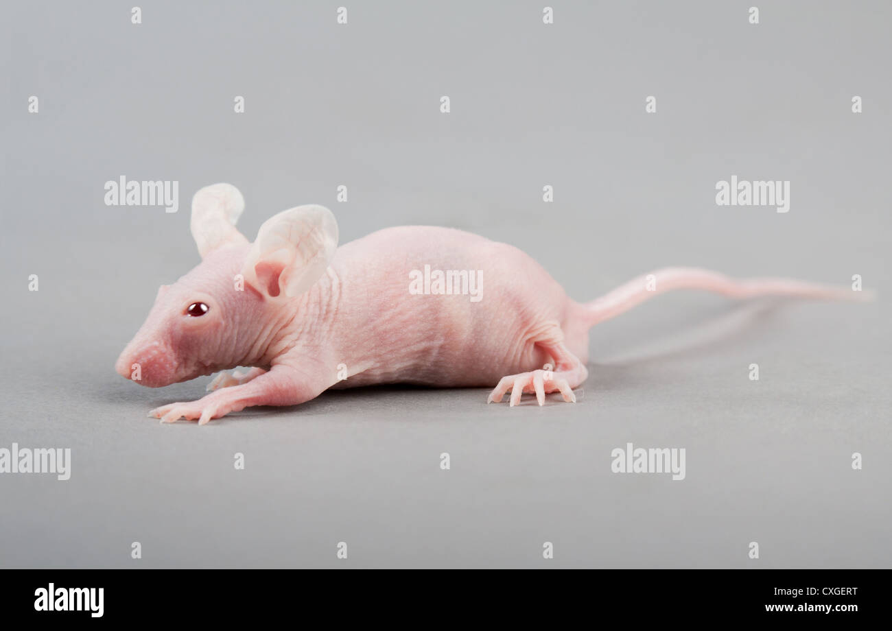 Hairless rat hi-res stock photography and images - Alamy